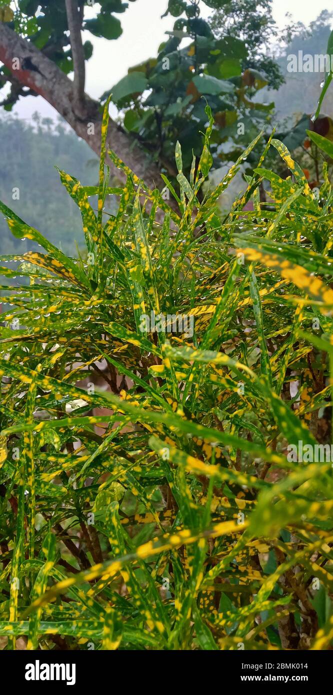 Beautiful colorful green and yellow leaves with elongated shape Stock ...