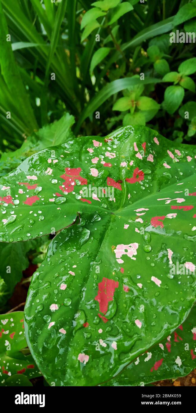 Anthurium leaves hi-res stock photography and images - Alamy