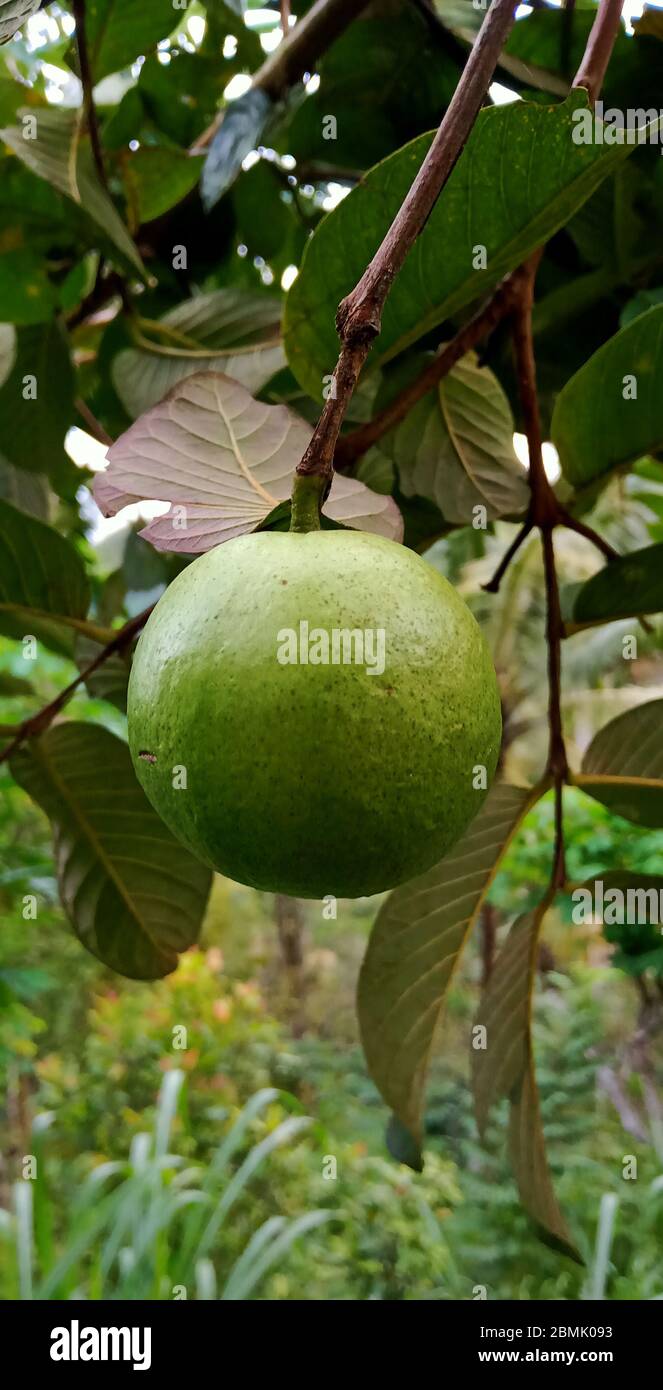 Guava animal hi-res stock photography and images - Alamy