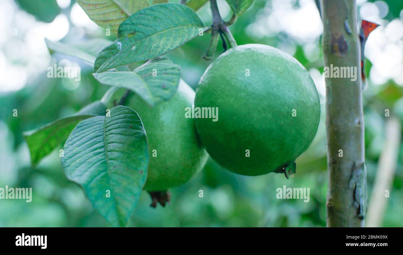 Red guava image hi-res stock photography and images - Alamy