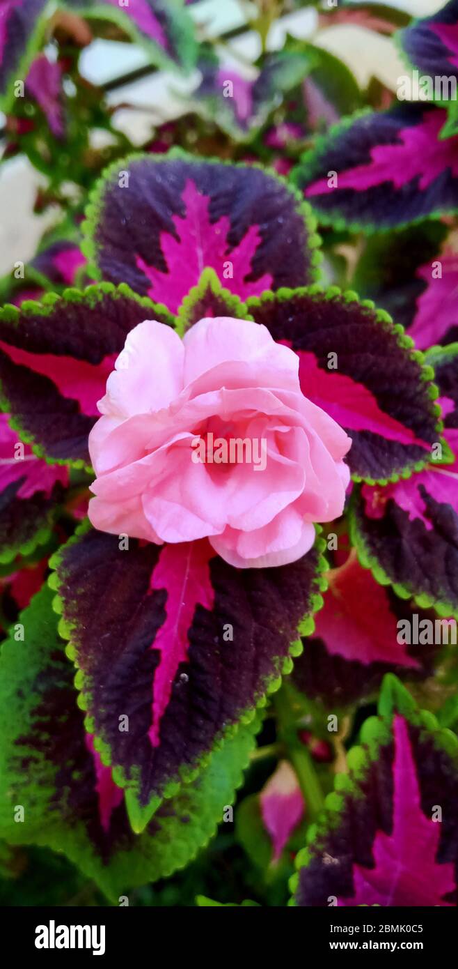 Coleus flower hi-res stock photography and images - Alamy