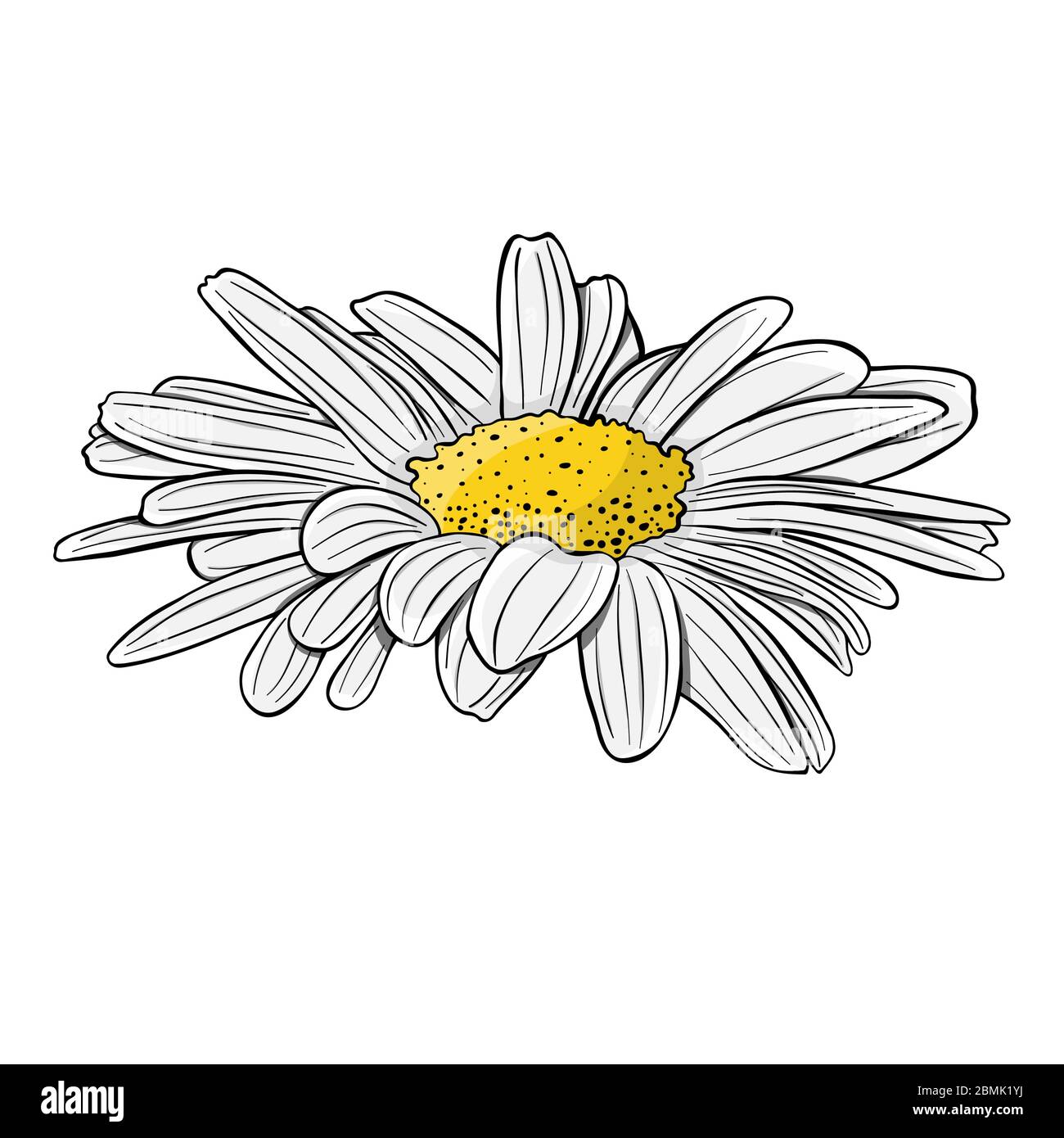 Chamomile flower. Isolated on white background. Hand drawn vector ...