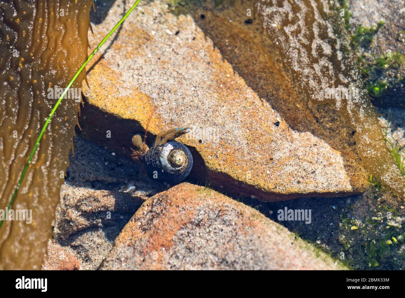 Blueband Hermit Crab (Pagurus samuelis) in Black Tegula shell (Tegula ...