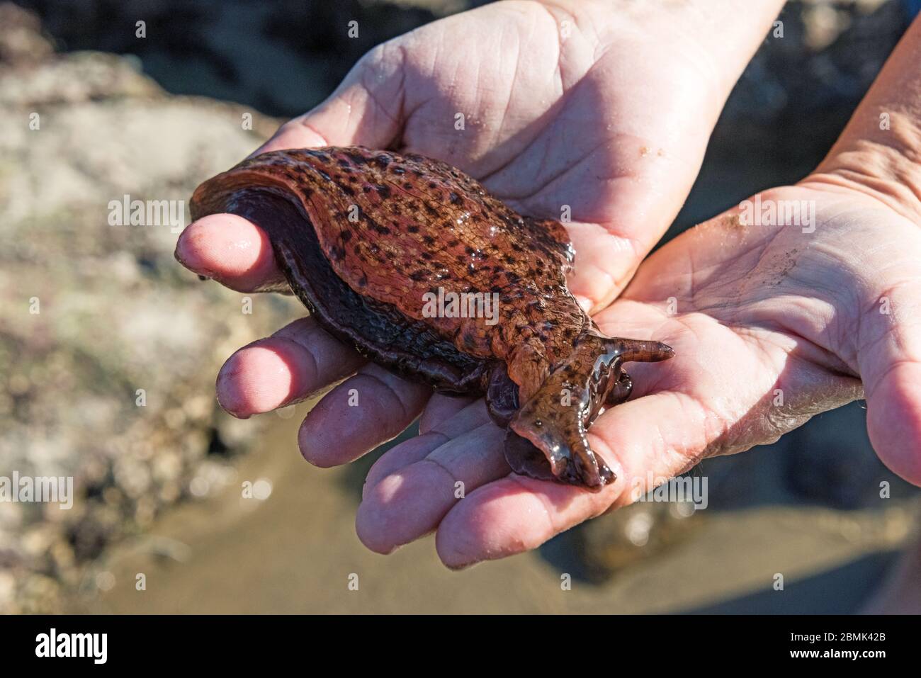 Sea Hare