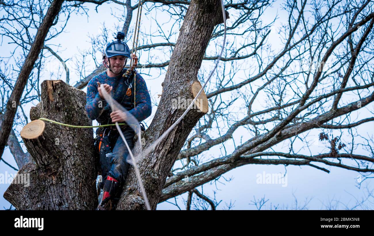 Worker with chainsaw and helmet hanging from rope and cutting down tree ...