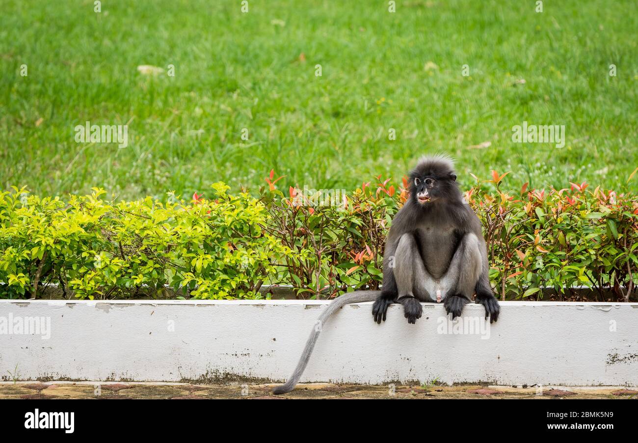 Dusky monkey sitting on wihite wall with flowers and grass in the ...