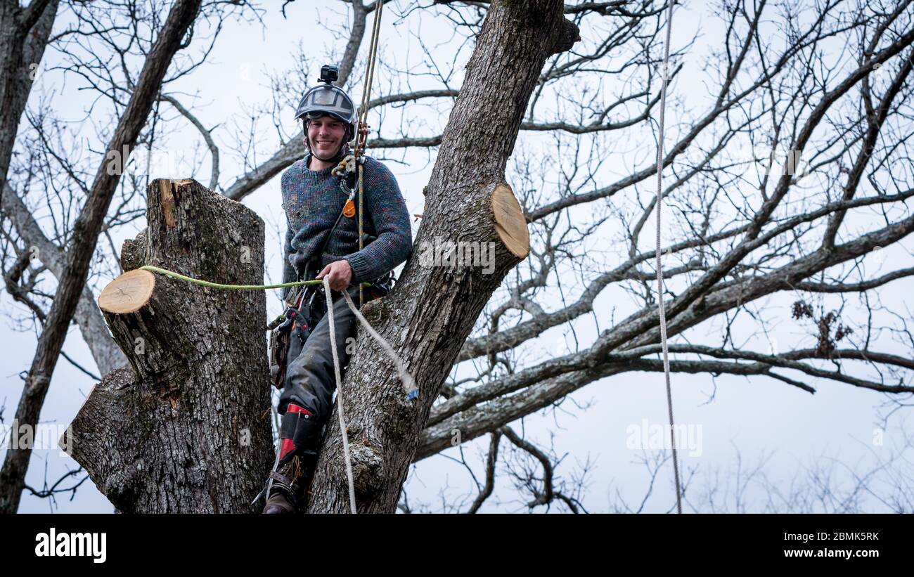 Worker with chainsaw and helmet hanging from rope and cutting down tree ...