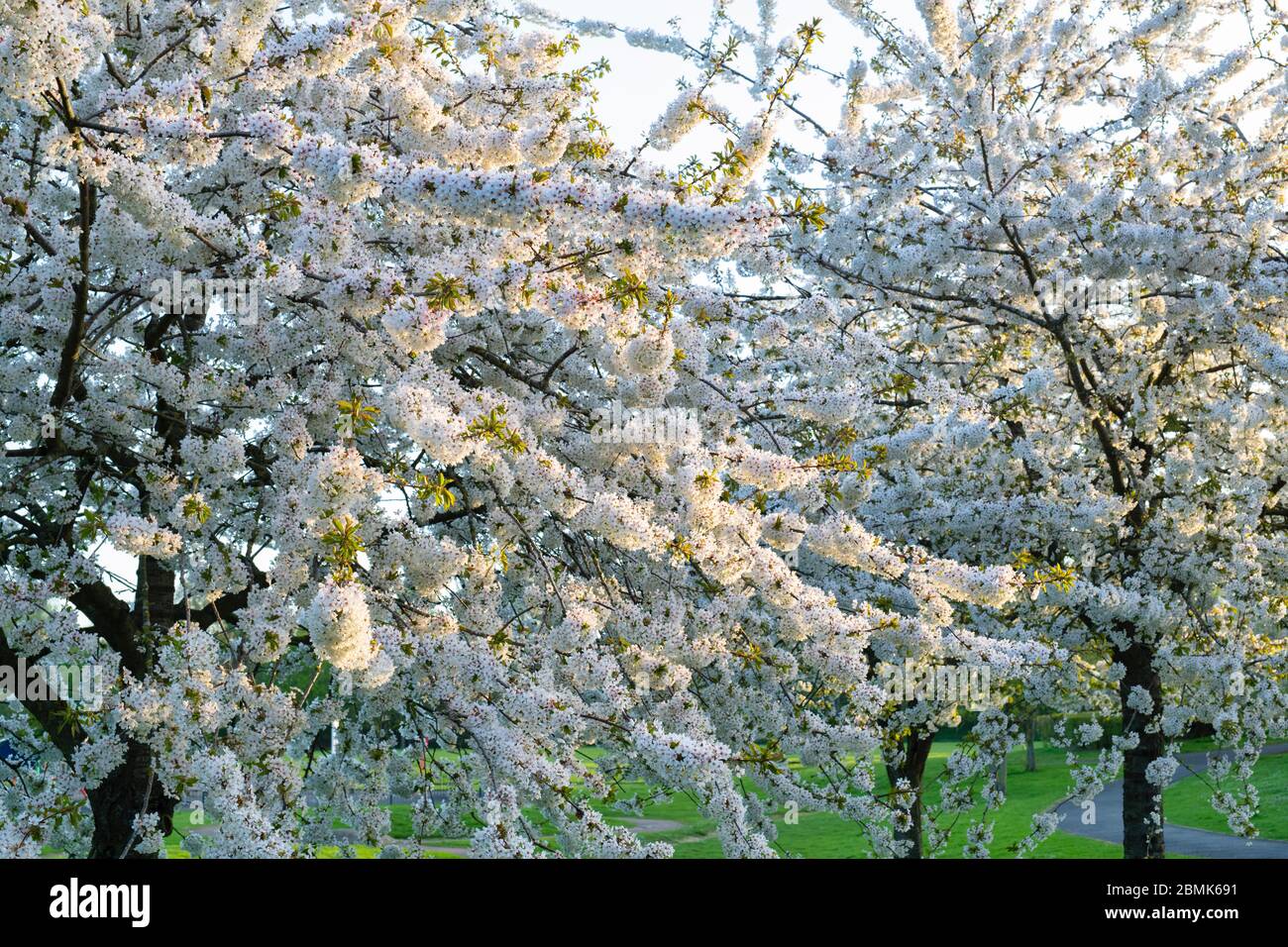 Early flowering white cherry hi-res stock photography and images - Alamy