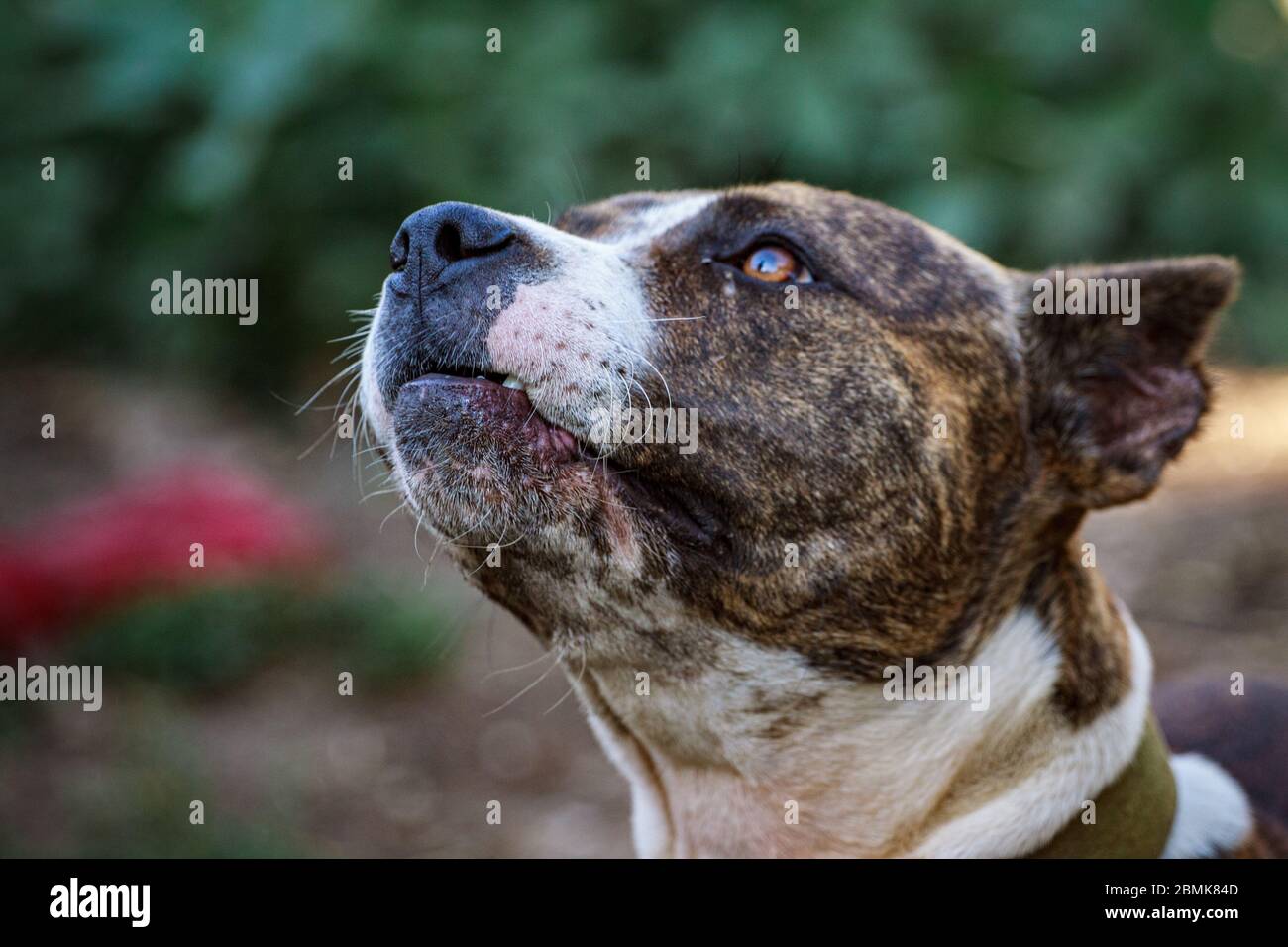 Muzzle of a large evil guard dog with large teeth close-up. The open ...