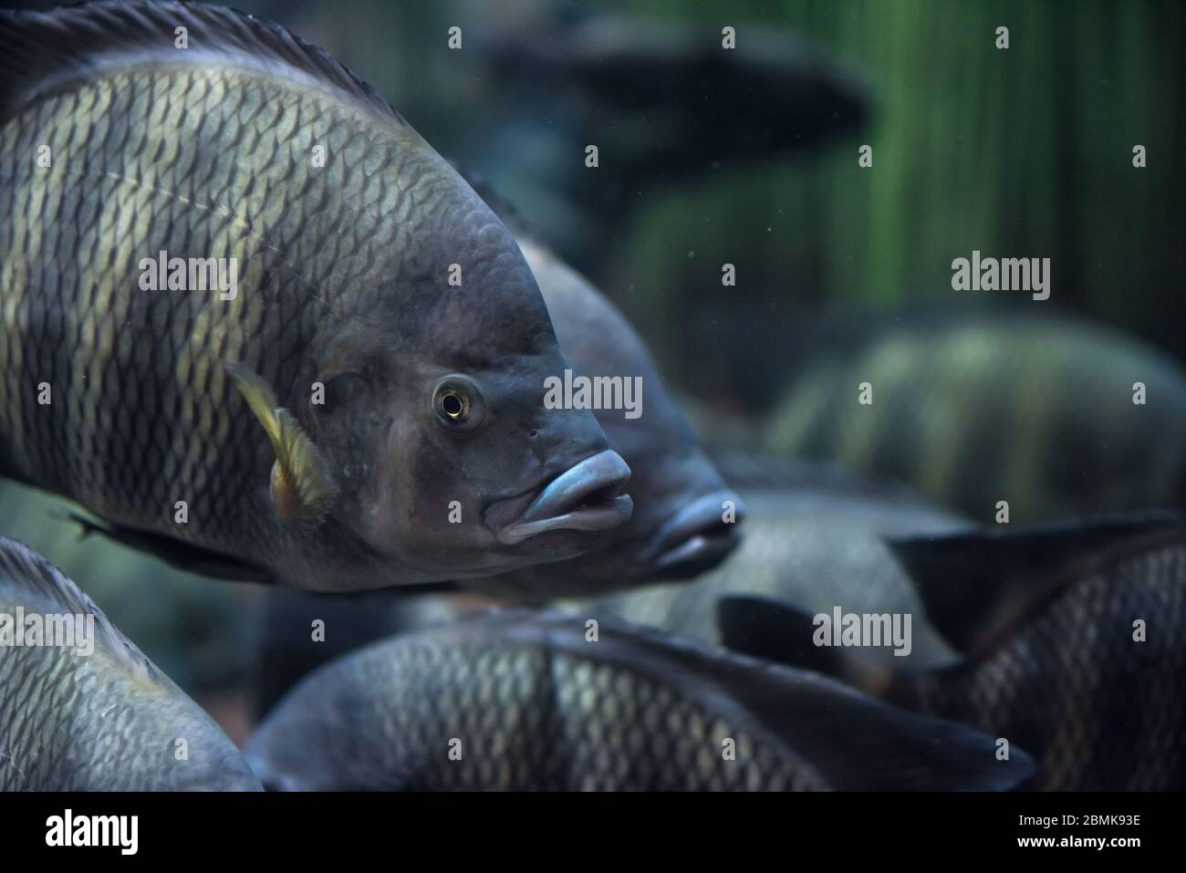 Tilapia Fish In Water