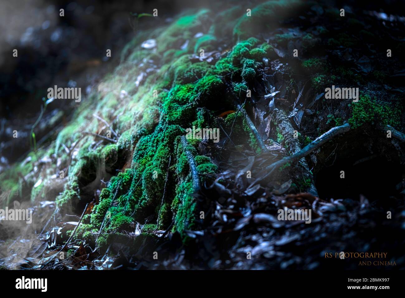 Mystic Forest Roots Tree Stock Photo - Alamy