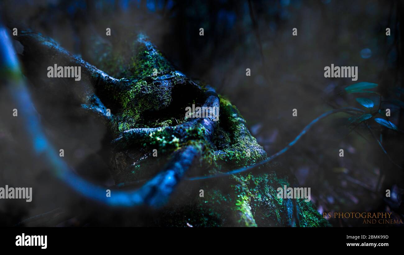 Mystic trees hi-res stock photography and images - Alamy