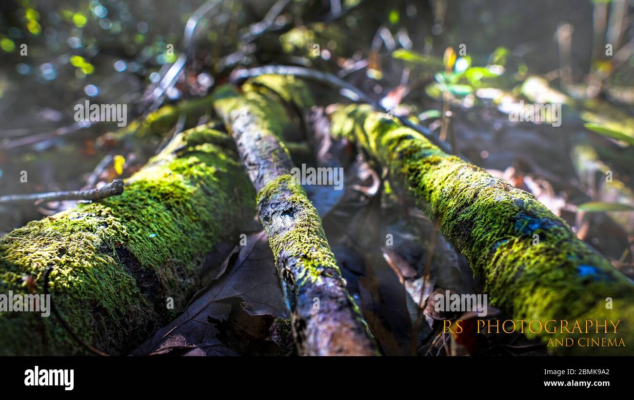 Mystic Forest Roots Tree Stock Photo - Alamy
