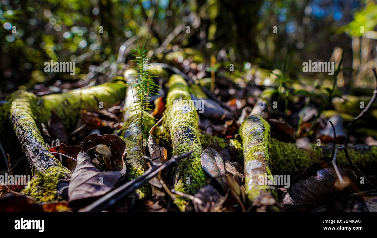 Vivid plant roots hi-res stock photography and images - Alamy