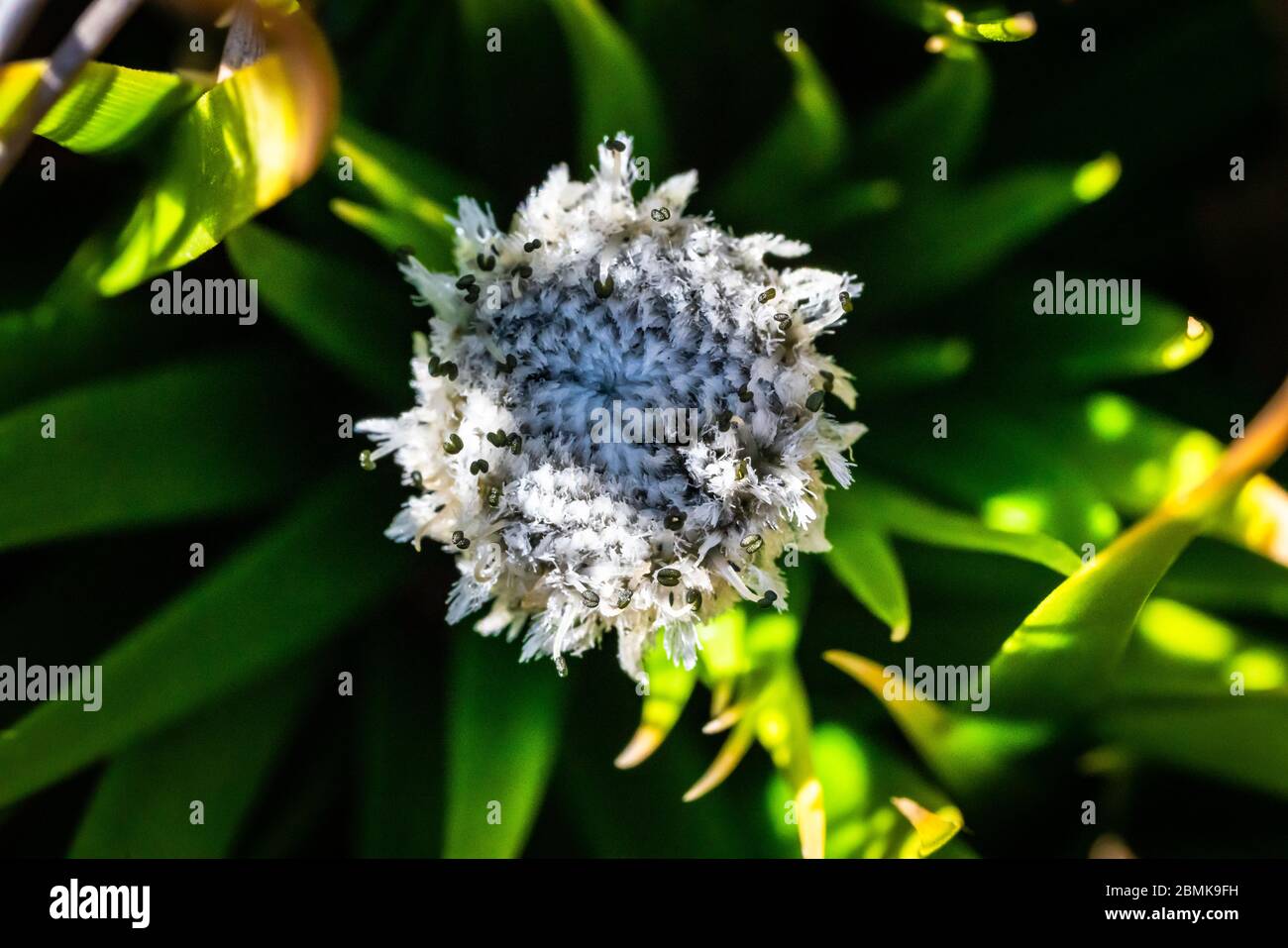Nature glow macro hi-res stock photography and images - Alamy