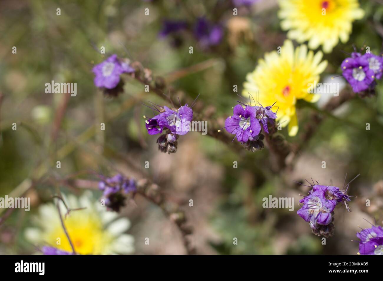 Notch Leaf Scorpionweed, Phacelia Crenulata, Boraginaceae, native ...