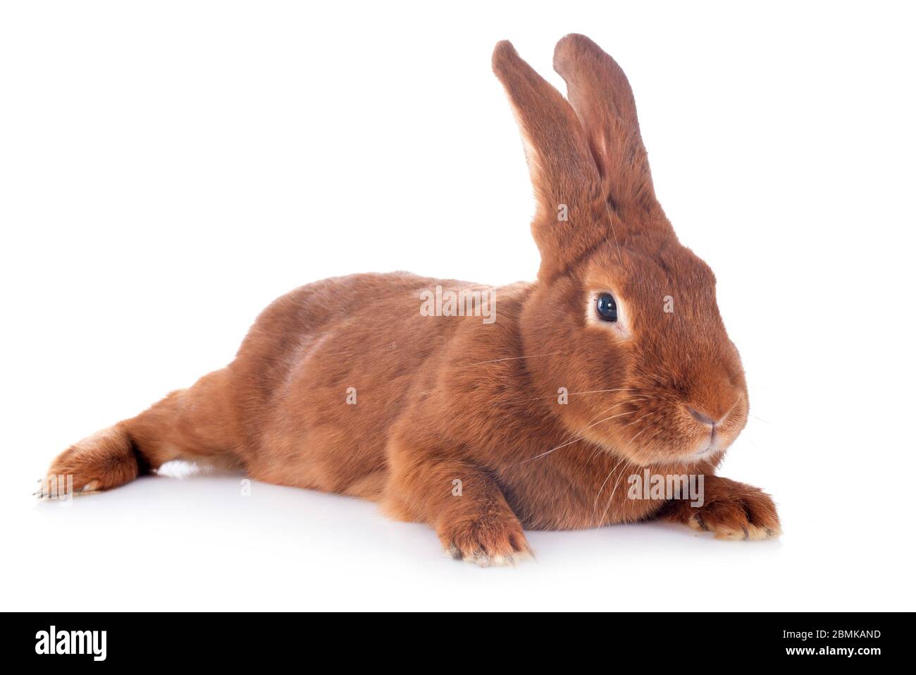 Fauve de bourgogne rabbit hi-res stock photography and images - Alamy