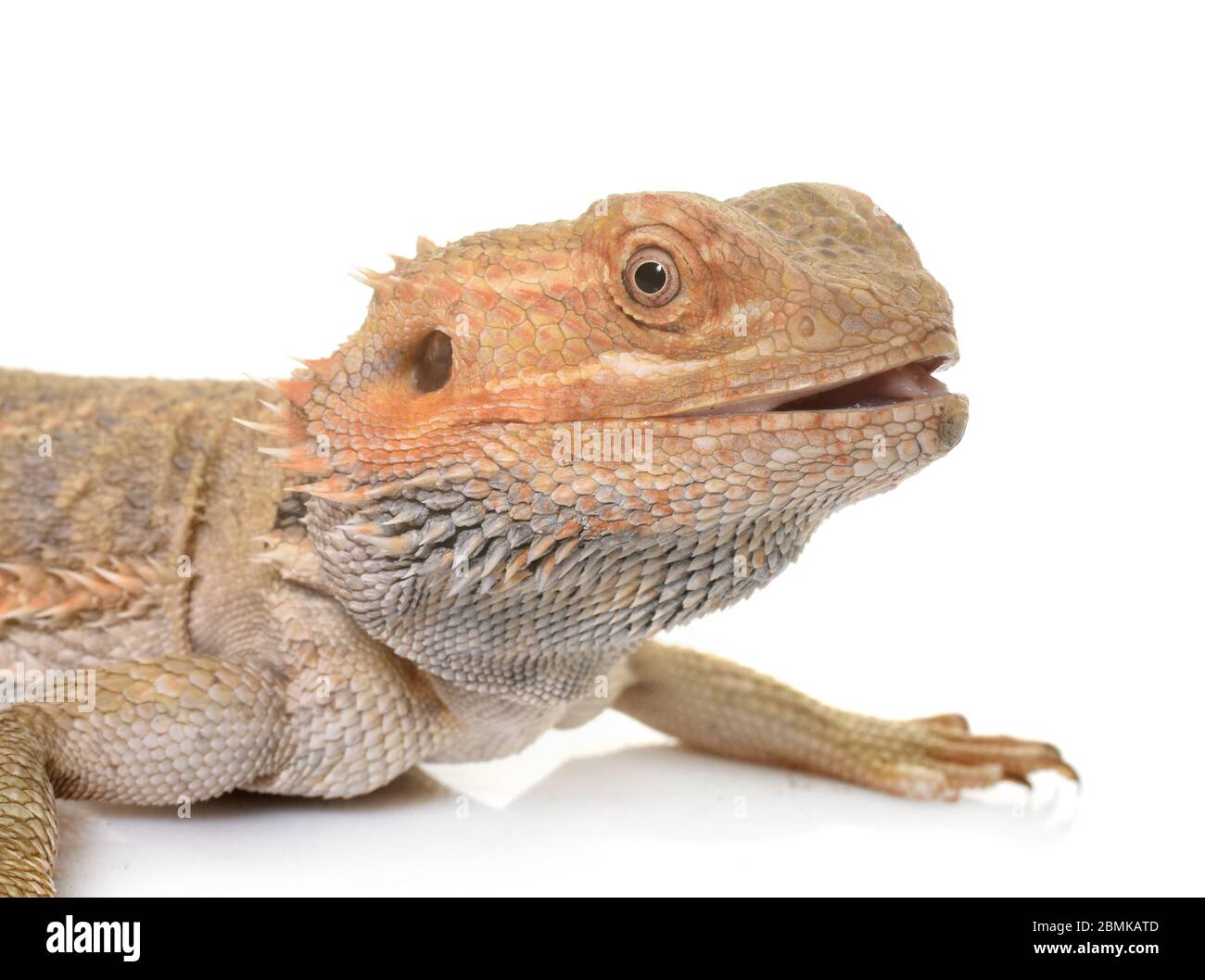 bearded dragons in front of white background Stock Photo - Alamy