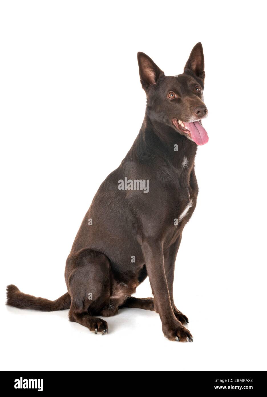 Australian Kelpie in front of white background Stock Photo - Alamy