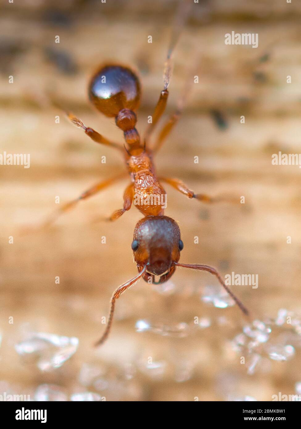 Red fire ant. Action of fire ant Stock Photo - Alamy