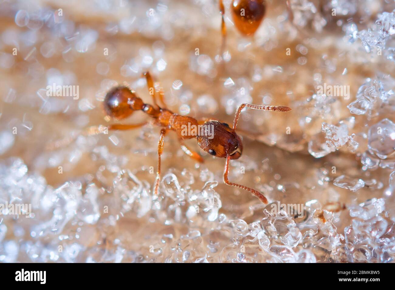 Fire ant hi-res stock photography and images - Alamy