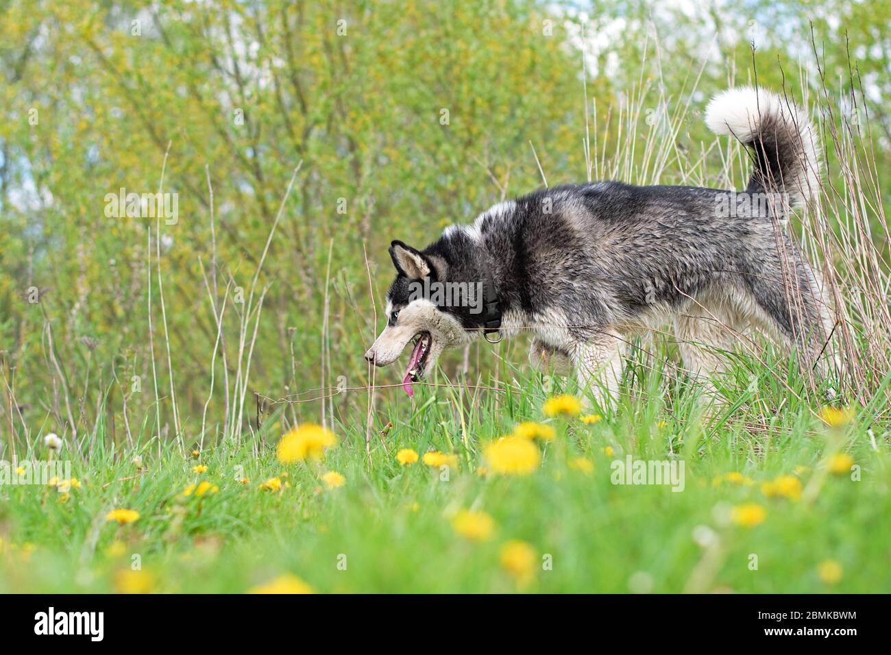 Husky walking hi-res stock photography and images - Alamy