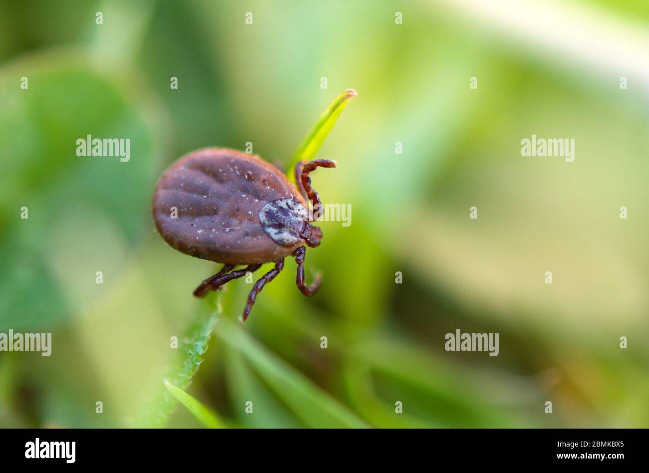 Deer tick sleeping on grass stalk. Ixodes ricinus. The dangerous ...