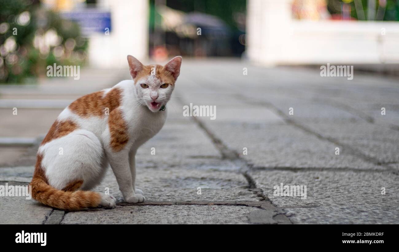 Domestic cat looking ahead hi-res stock photography and images - Alamy