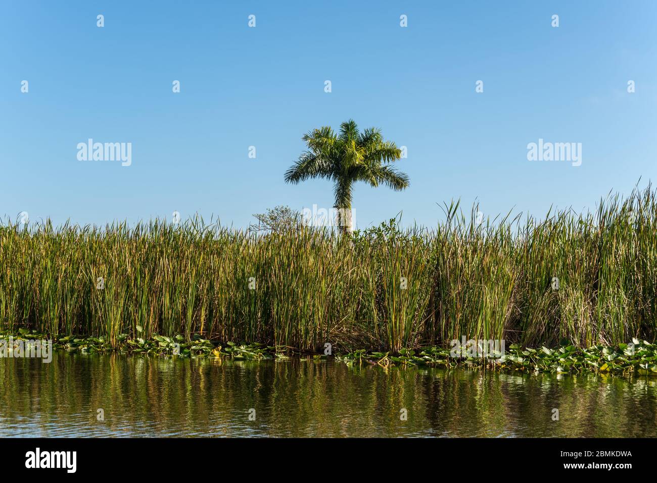 Scenic landscape with eternal swamps - flora and reeds of Everglades ...