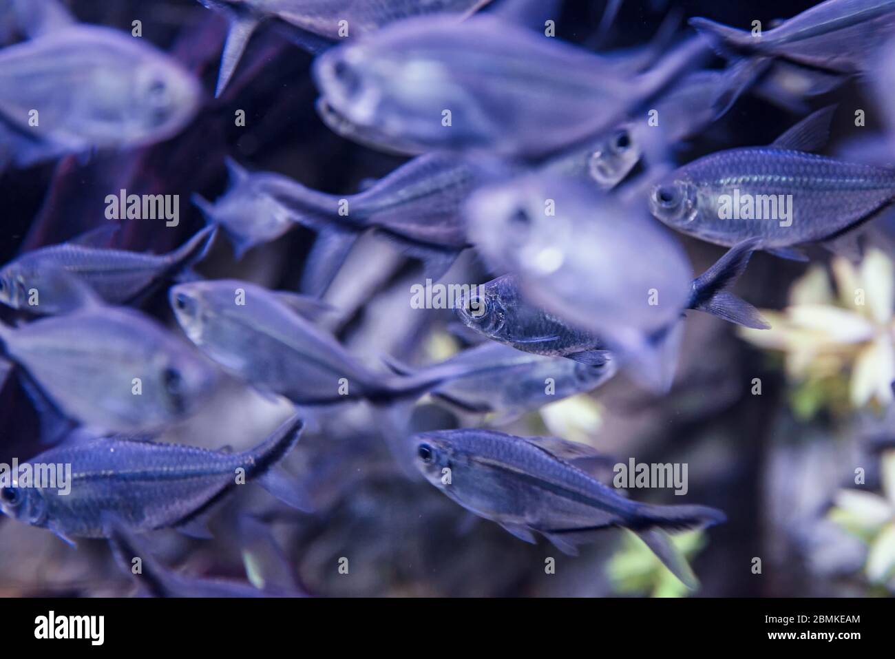 Image of tropical fish tank aquarium, black phantom tetra Stock Photo ...