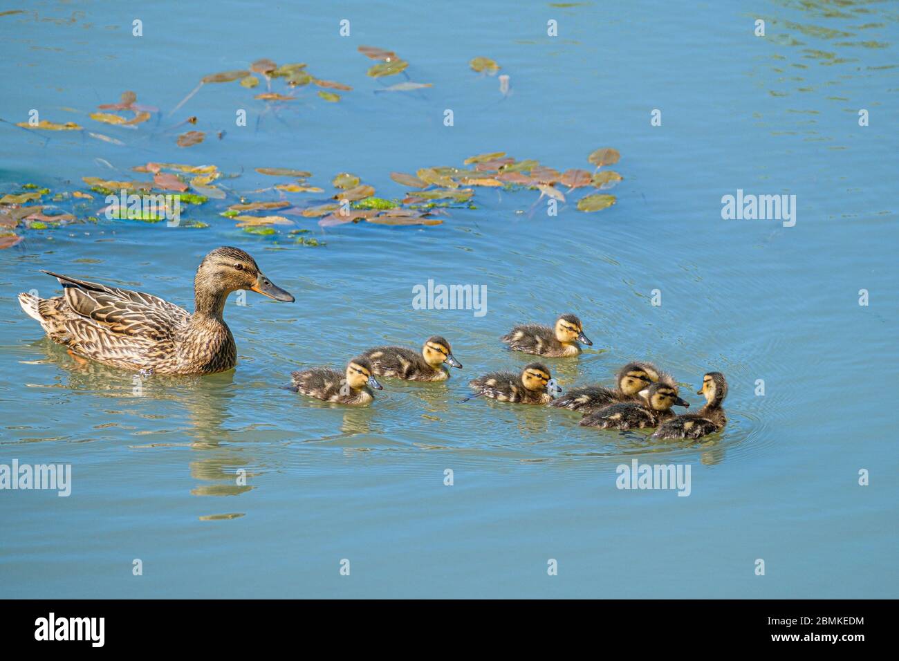 Mallard duck and her brood of ducklings hi-res stock photography and ...