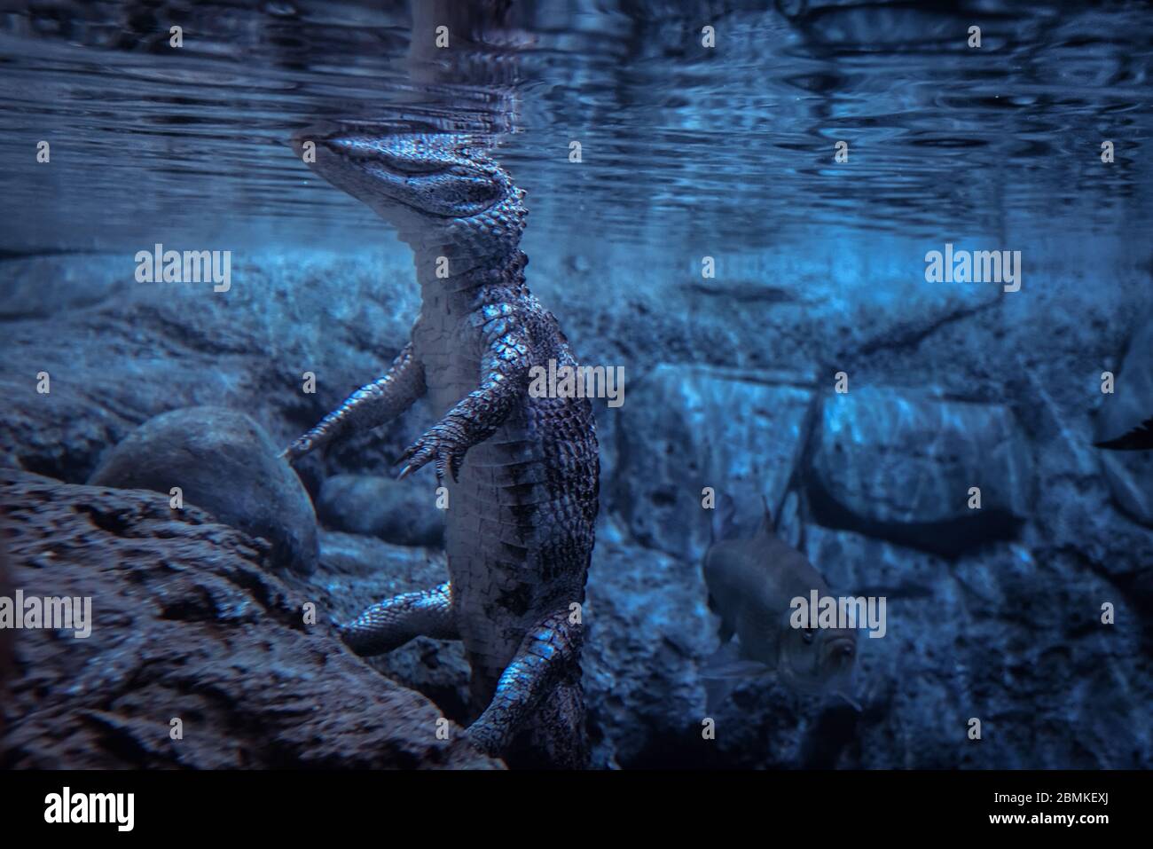 Crocodile in an aquarium in dark blue water Stock Photo - Alamy