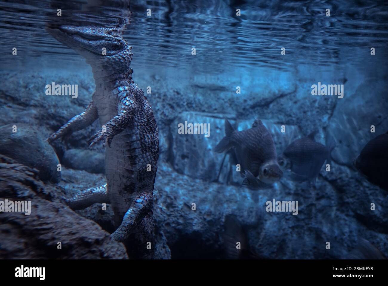 Crocodile in an aquarium in dark blue water Stock Photo - Alamy