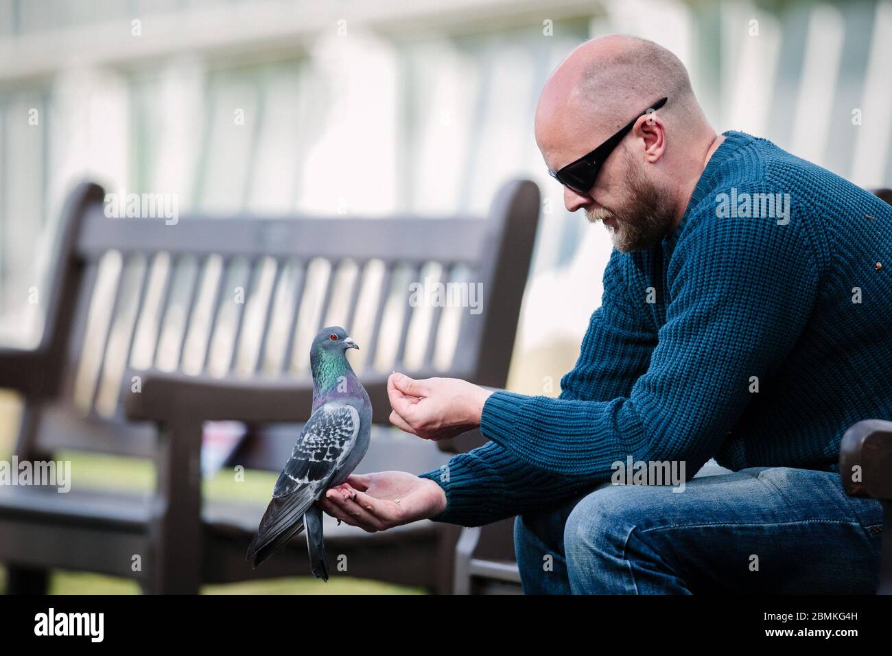 Pigeons bench park birds hi-res stock photography and images - Alamy