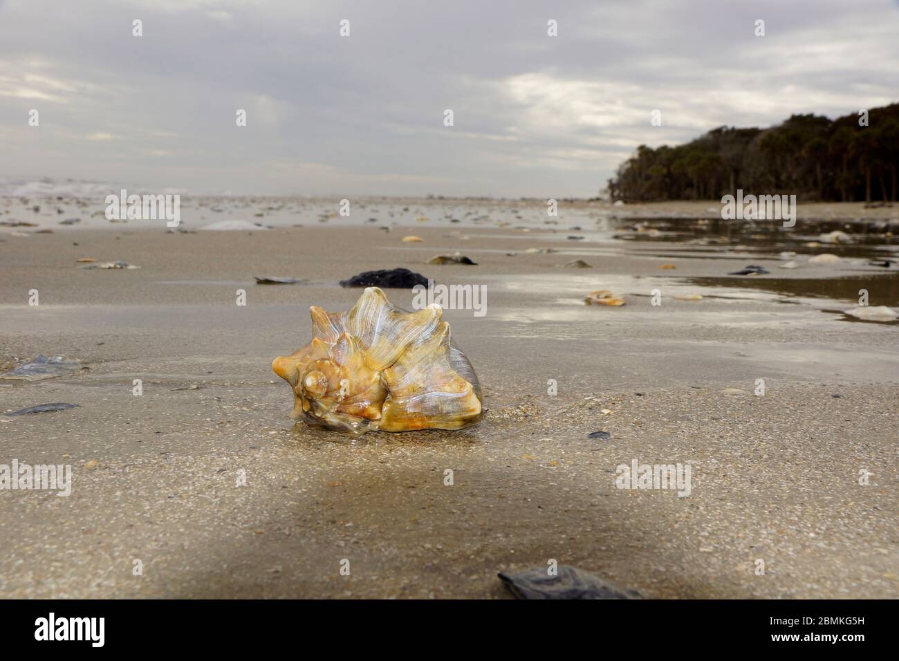 Shells on beach in Botany Bay Plantation Heritage Preserve and Wildlife ...