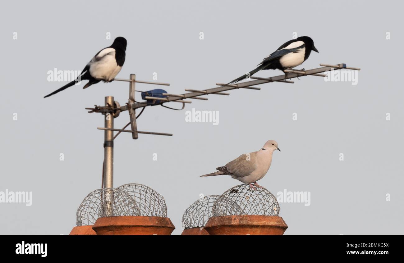 Magpie uk nest hi-res stock photography and images - Alamy