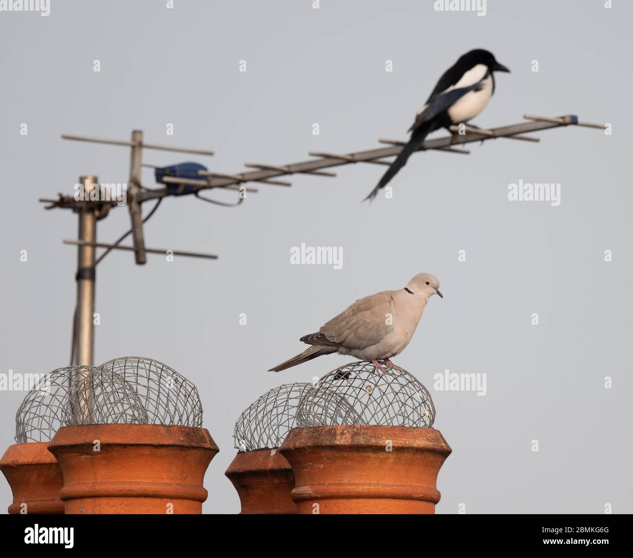 Magpie sitting on rooftop hi-res stock photography and images - Alamy