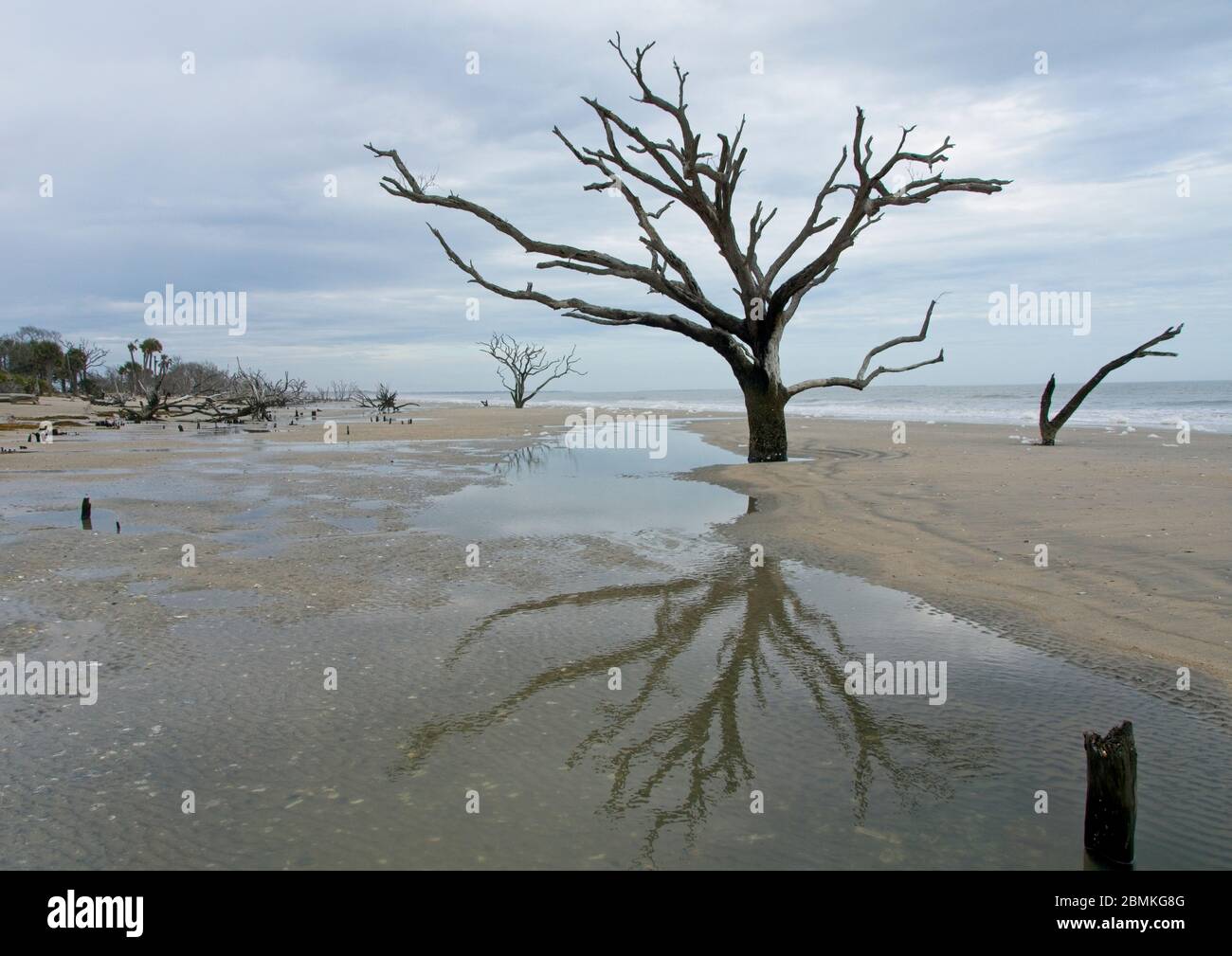 Trees on beach in Botany Bay Plantation Heritage Preserve and Wildlife ...