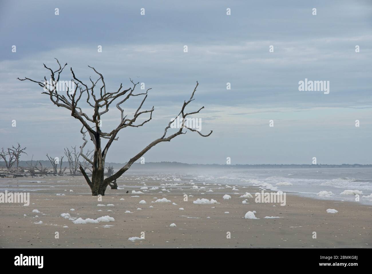 Trees on beach in Botany Bay Plantation Heritage Preserve and Wildlife ...