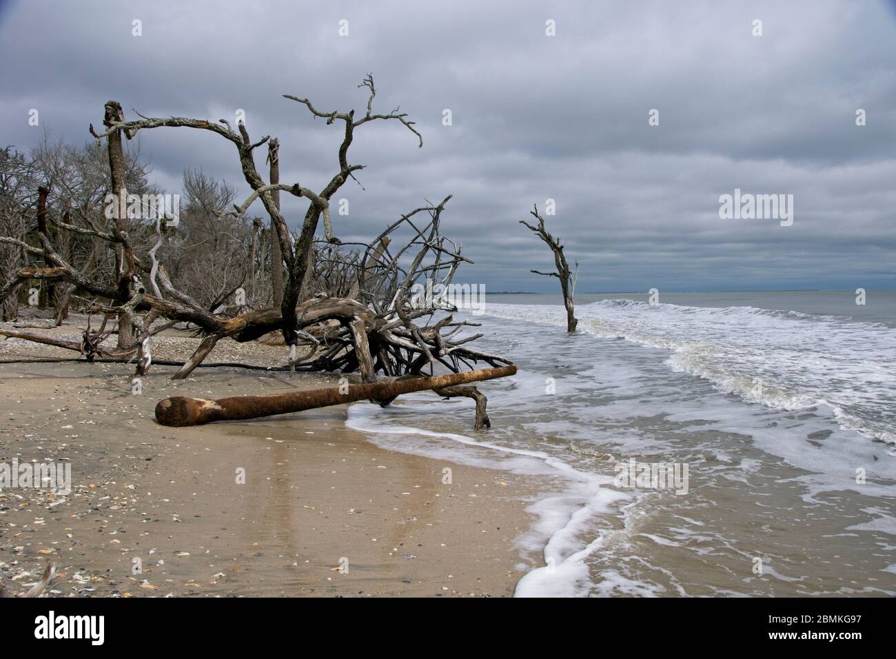Trees on beach in Botany Bay Plantation Heritage Preserve and Wildlife ...
