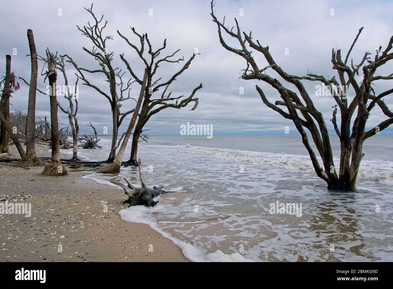 Trees on beach in Botany Bay Plantation Heritage Preserve and Wildlife ...
