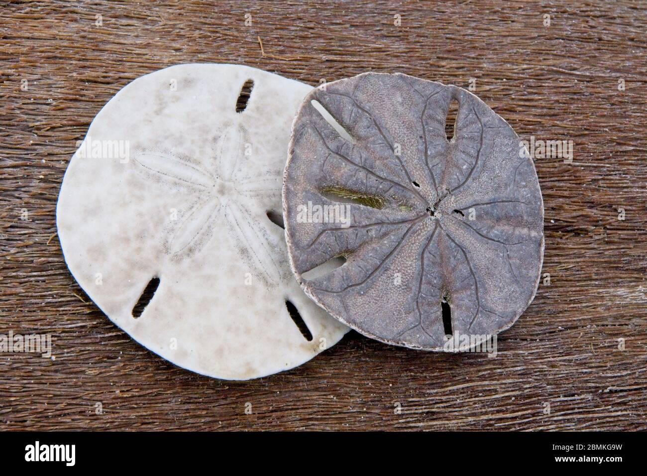 Two sand dollar shells (Clypeasteroida Stock Photo - Alamy