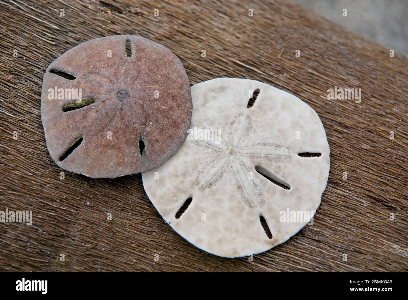 Two sand dollar shells (Clypeasteroida Stock Photo - Alamy