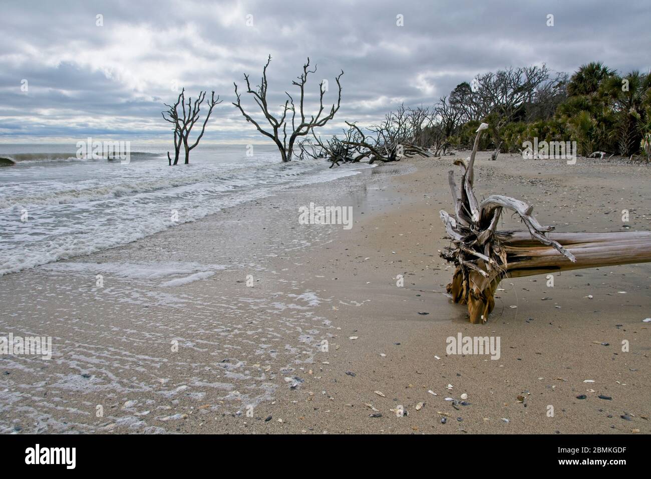 Dead trees in sea in Botany Bay Plantation Heritage Preserve and ...
