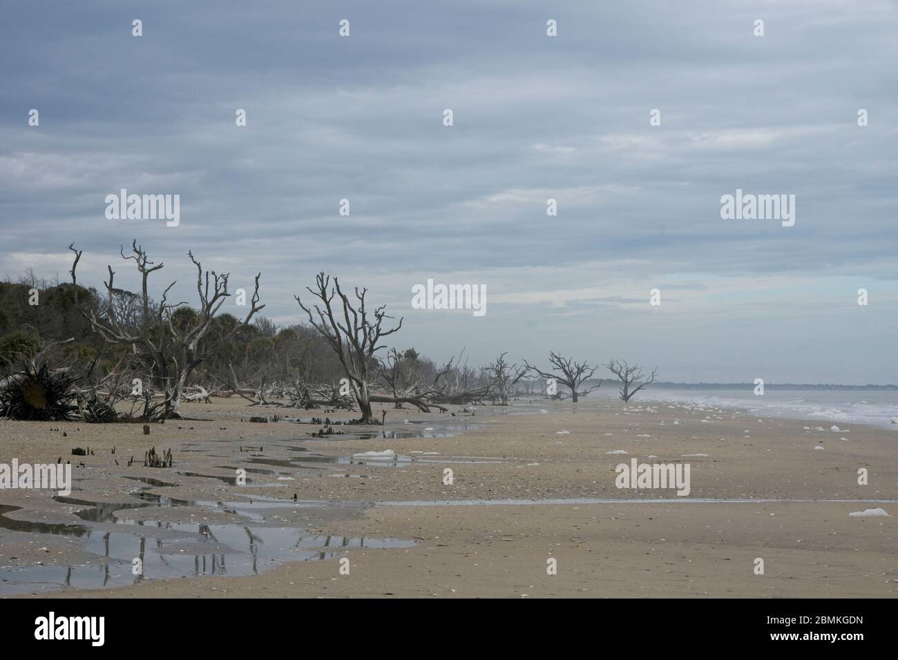 Drift wood on beach in Botany Bay Plantation Heritage Preserve and ...