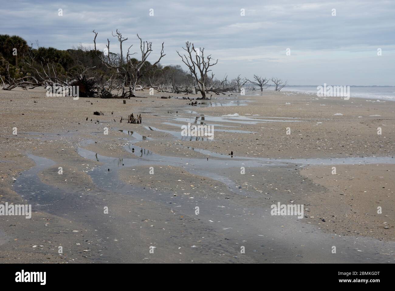Drift wood on beach in Botany Bay Plantation Heritage Preserve and ...