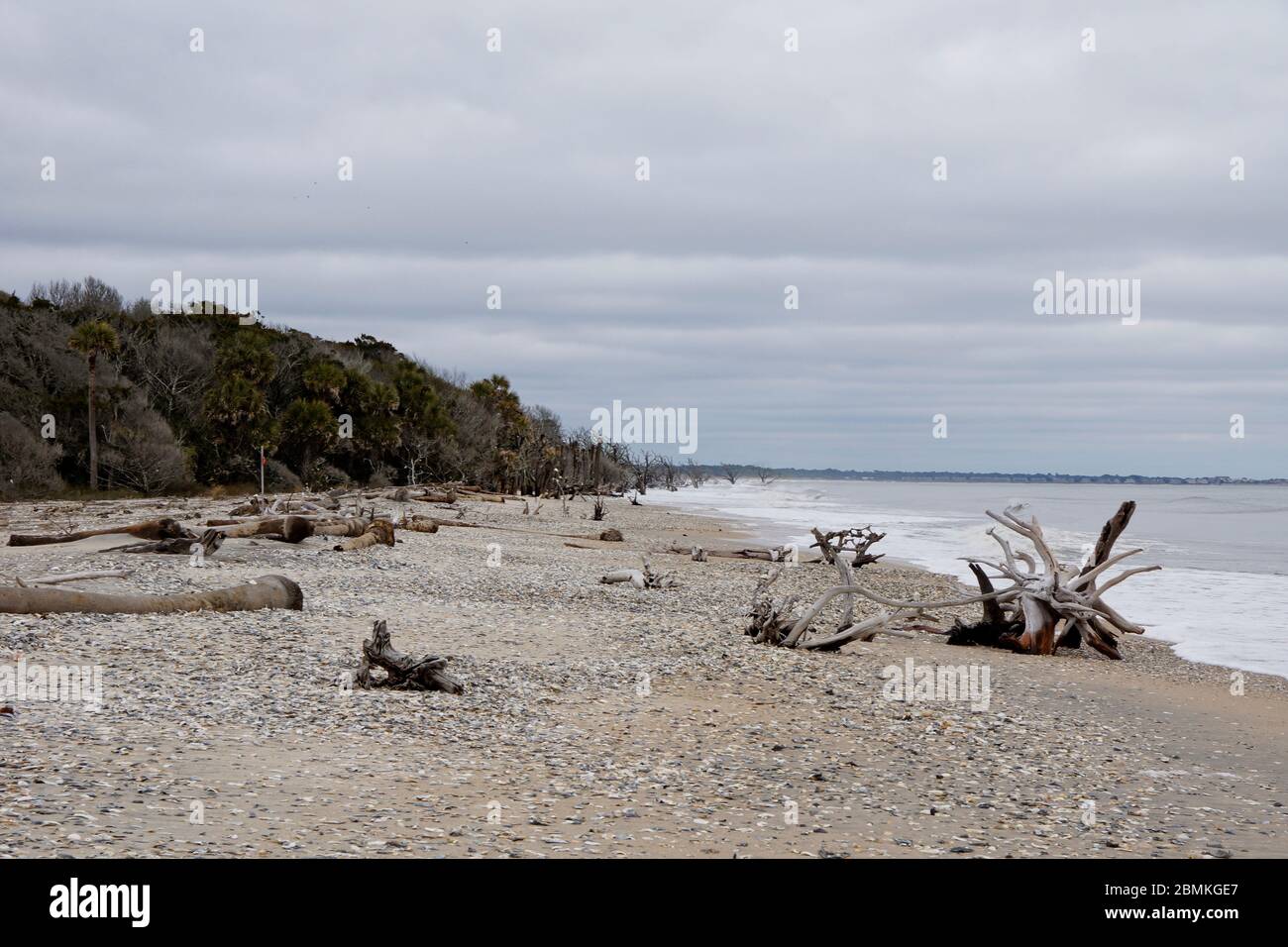 Drift wood on beach in Botany Bay Plantation Heritage Preserve and ...