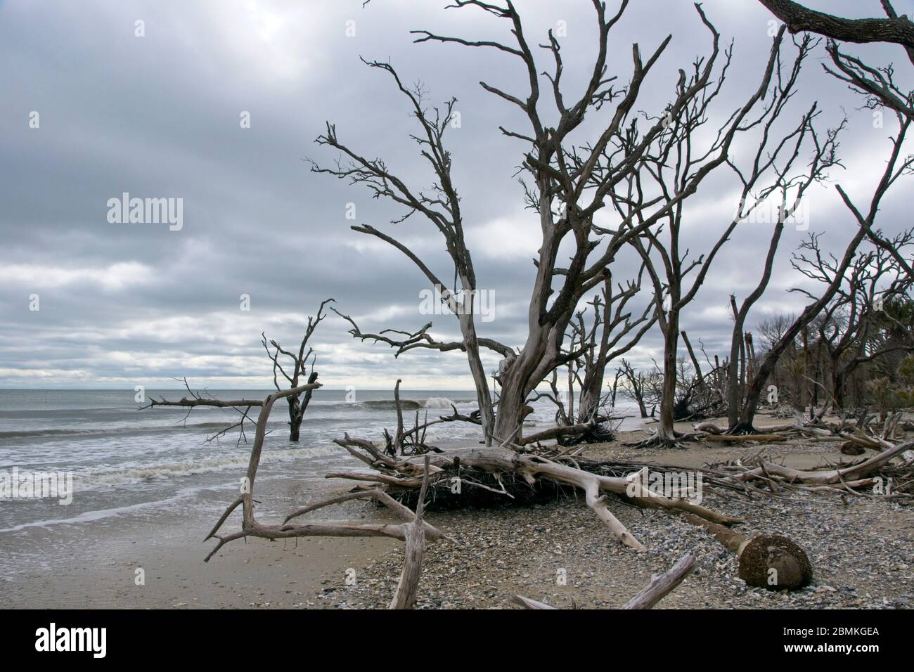 Drift wood on beach in Botany Bay Plantation Heritage Preserve and ...