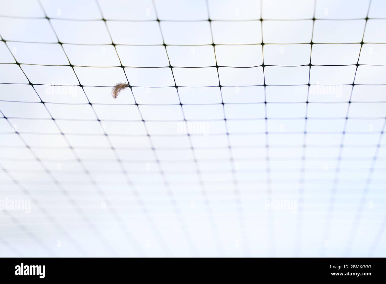 Small feather stuck in the wire mesh roof of the bird breeding farm on ...