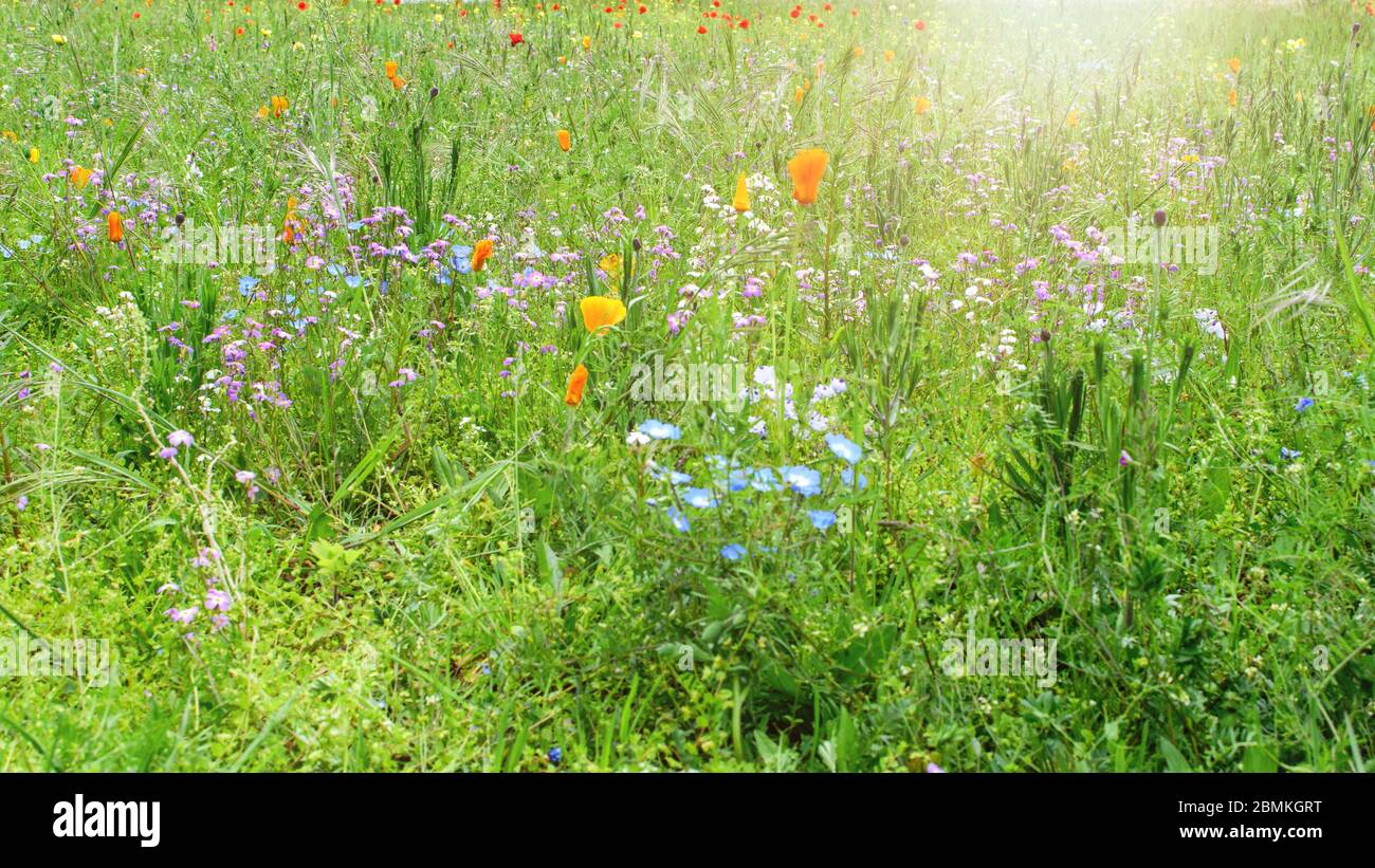Spring scenery wild flowers field hi-res stock photography and images ...